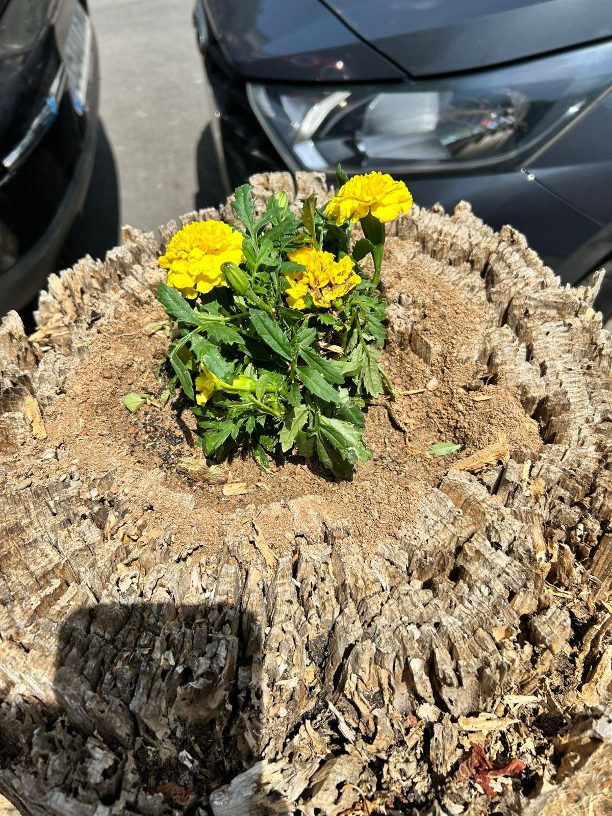 ERC planta flors en 25 soques per reclamar uns carrers més verds i cuidats