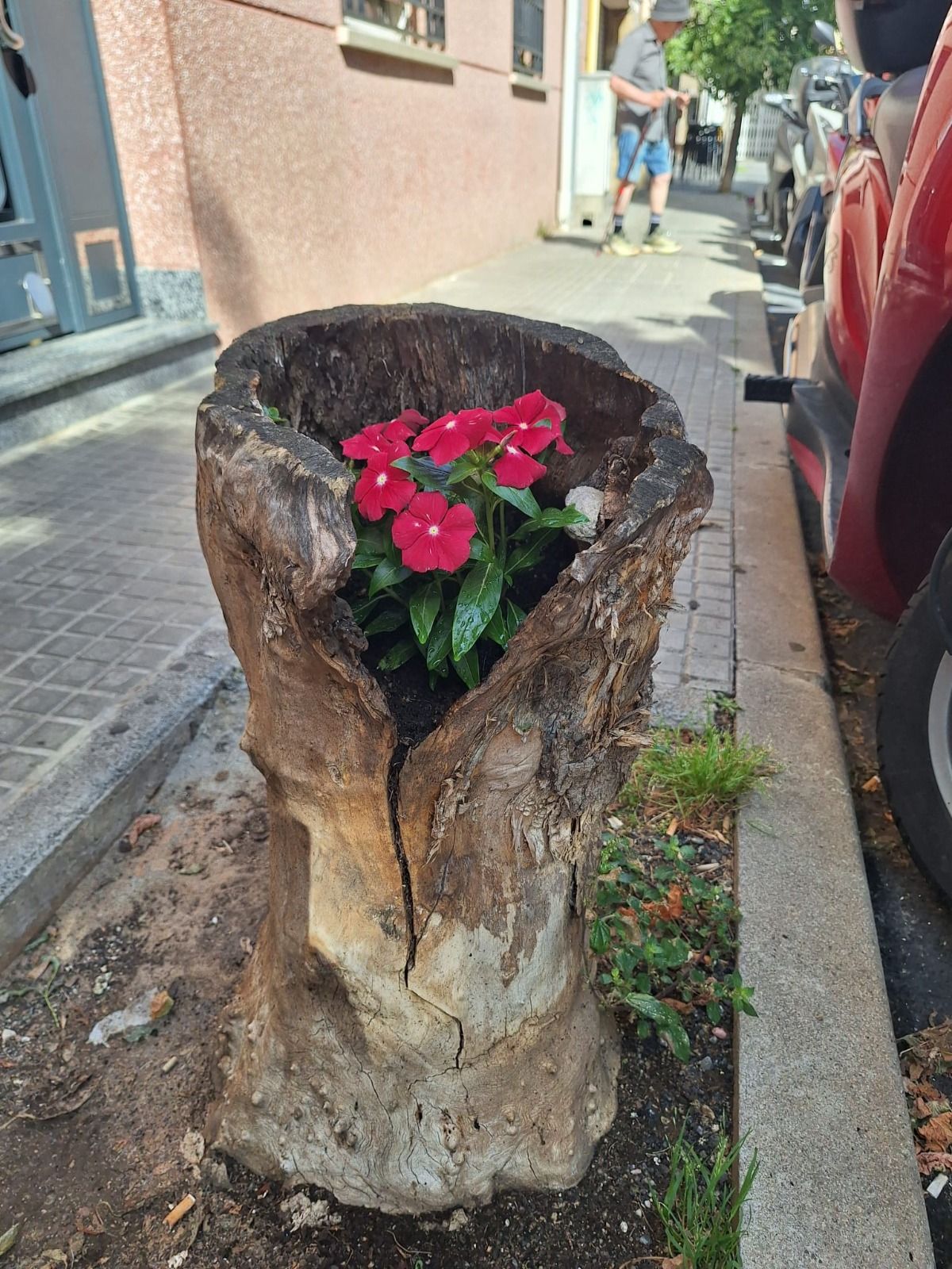 ERC planta flors en 25 soques per reclamar uns carrers més verds i cuidats